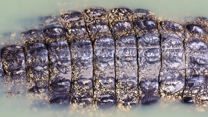 Crocodile s skin stock photo. Image of fast, animal, endangered - 38874018