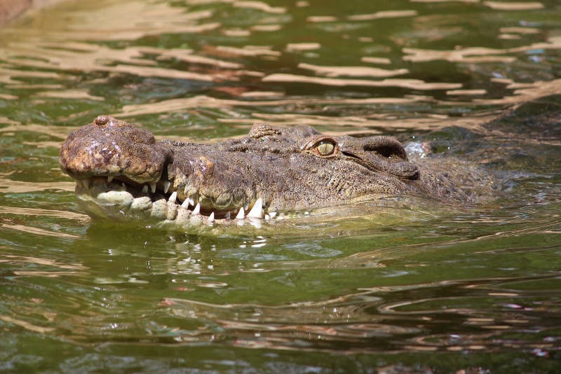 Crocodile stock photo. Image of predator, pond, crocodilia - 83914948