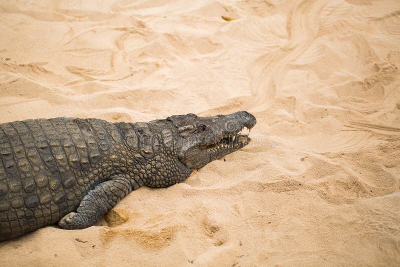 Crocodile on the Sand in the Zoo Stock Image - Image of danger ...