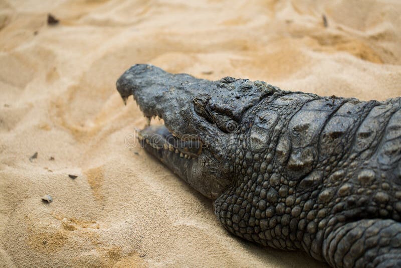 Crocodile on the Sand in the Zoo Stock Photo - Image of tourism, wild ...