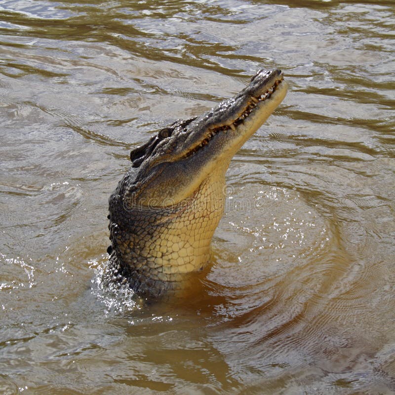 Crocodile Sauvage D'eau De Mer Branchant, Australie Image stock - Image ...