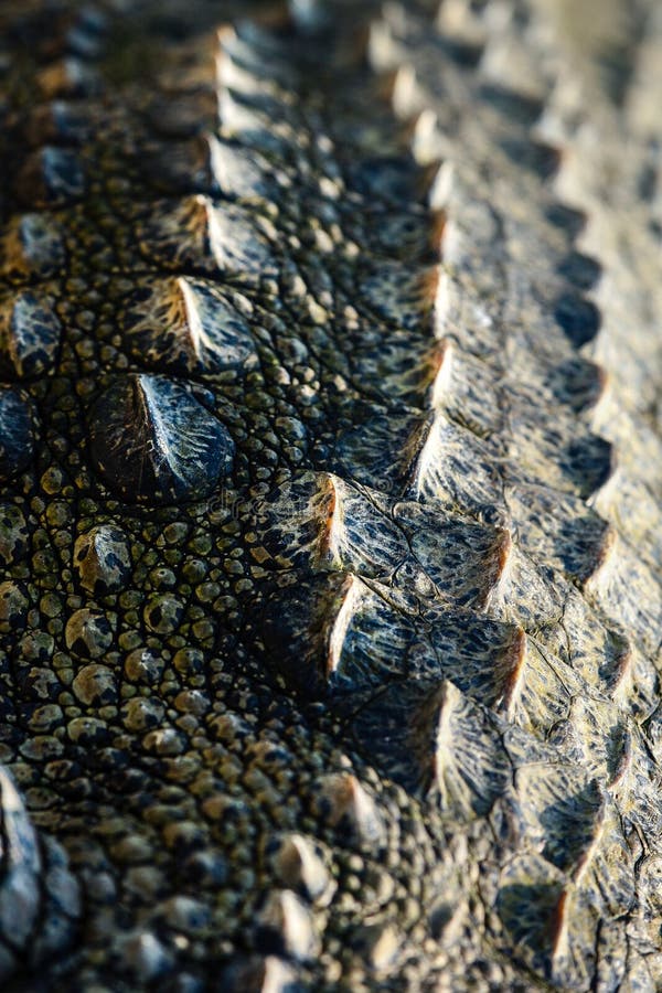 Crocodile scales. stock image. Image of 070614s0025, scales - 4485719