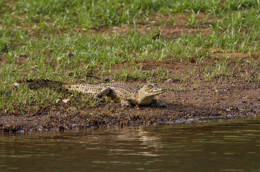 Crocodile in Senegal stock photo. Image of gambia, dangerous - 9024764