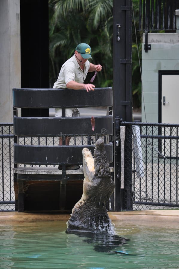 Crocodile Show in Australia Zoo Editorial Photography - Image of ...