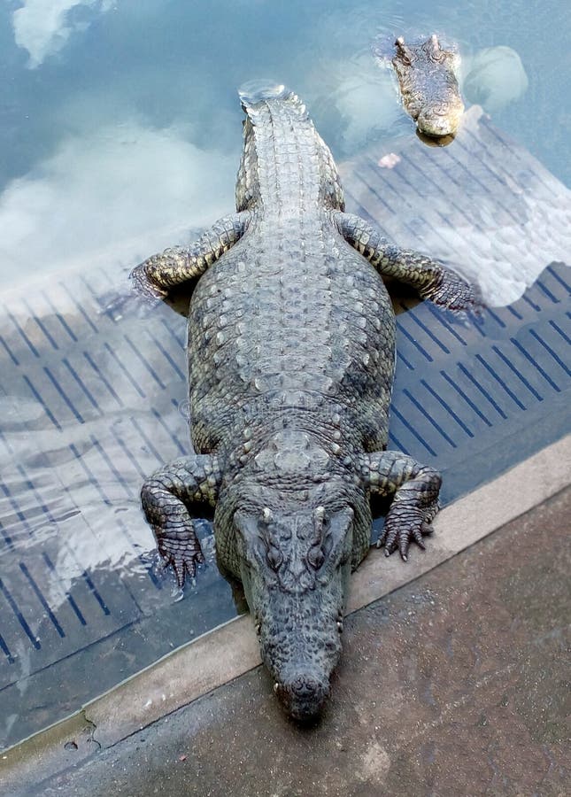 Crocodile Show Thailand 1 stock photo. Image of show - 88899848