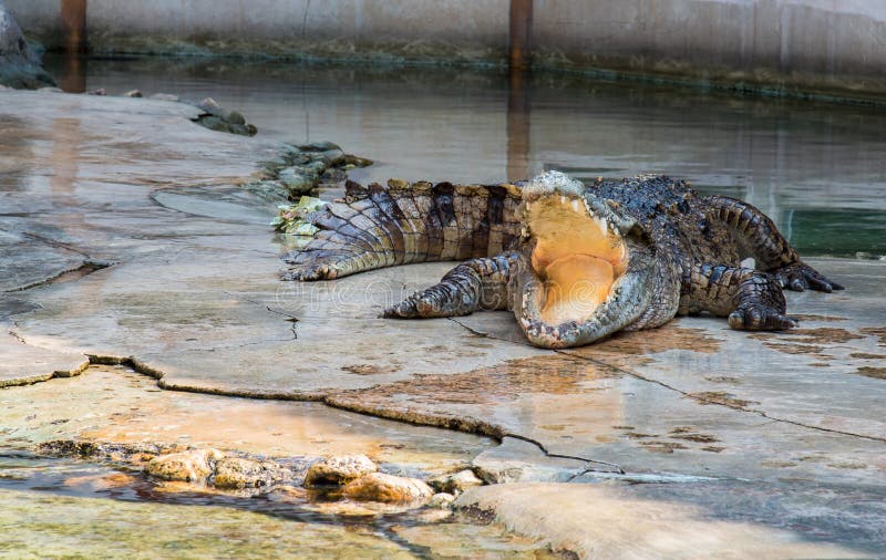 Crocodile Show Thailand 1 stock photo. Image of show - 88899848