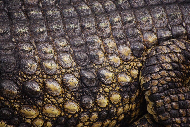 Crocodile skin. stock photo. Image of side, horizontal - 4485726