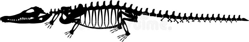Crocodile skeleton 3 stock illustration. Illustration of dead - 1024787