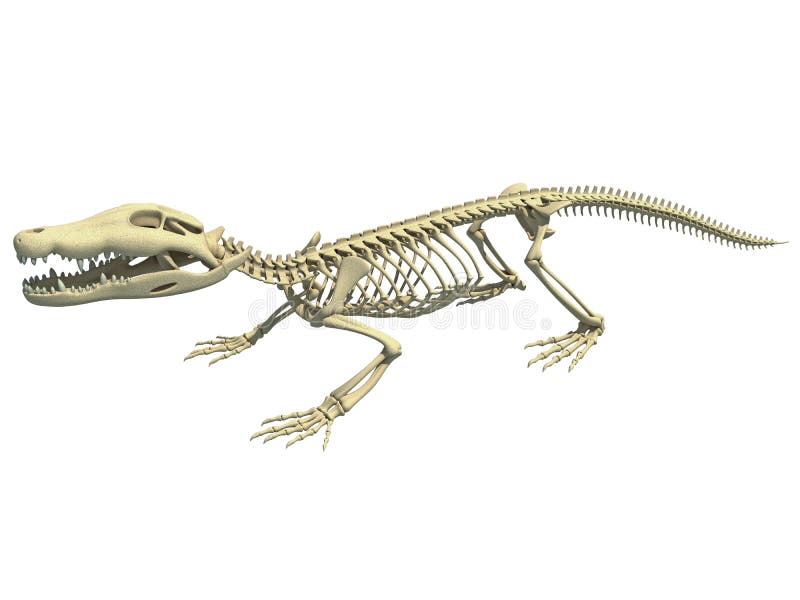 Lizard Skeleton Diagram