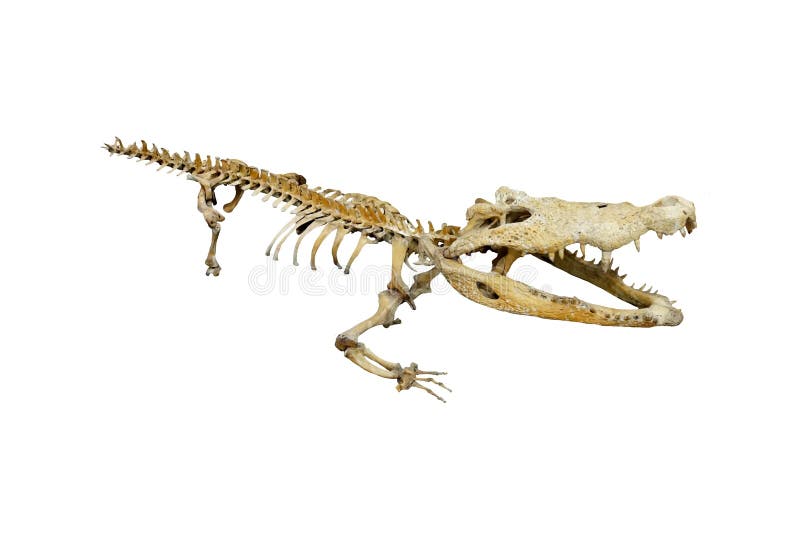 Lizard Skeleton Drawing Easy Stock Photos - Free & Royalty-Free Stock ...