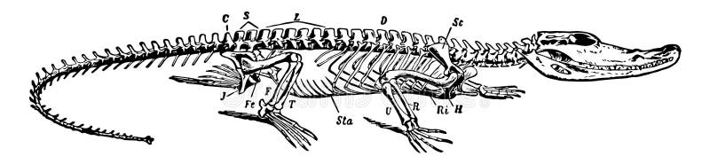 Crocodile Anatomy Stock Illustrations – 209 Crocodile Anatomy Stock ...
