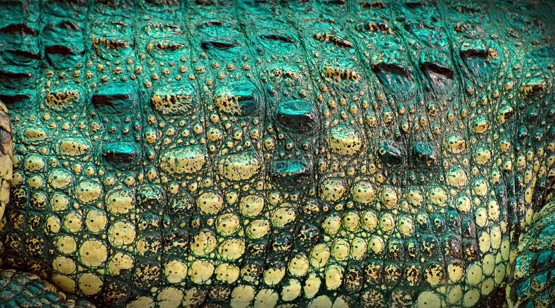 73+ Crocodile skin up close Free Stock Photos - StockFreeImages