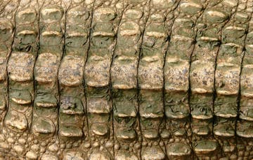 Crocodile skin stock image. Image of color, predator - 17613643