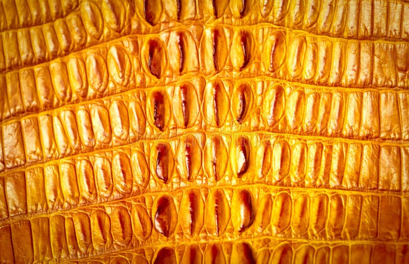 Crocodile skin stock photo. Image of endangered, modern - 22638696