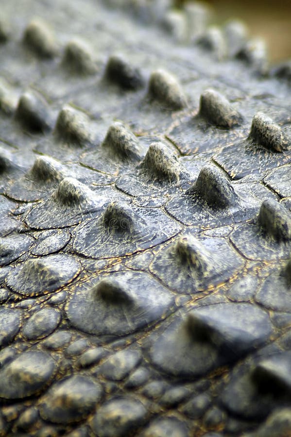 Crocodile skin stock image. Image of reptile, aquatic - 2630711