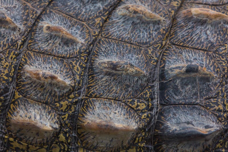 Crocodile skin stock image. Image of back, scale, texture - 38172689