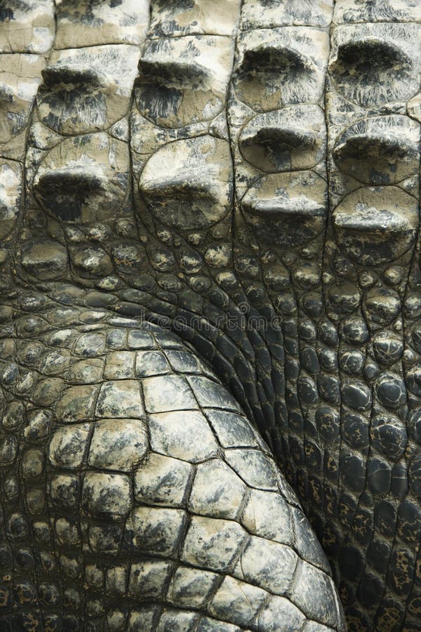 Crocodile skin. stock photo. Image of crocodile, wildlife - 4485902