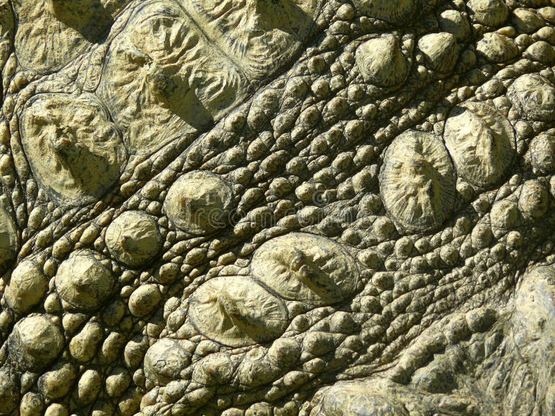 Crocodile skin stock image. Image of pattern, crocodile - 9876283