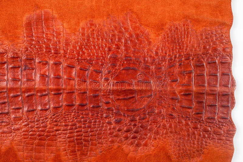 Crocodile Skin stock image. Image of detail, natural - 122664713