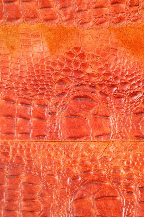 Crocodile Skin stock photo. Image of brown, leather - 123457578