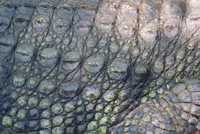 Croc Skin 1 Picture. Image: 5212848