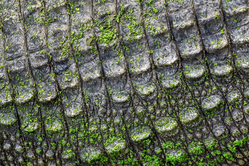 Crocodile skin pattern. stock photo. Image of color - 282164694