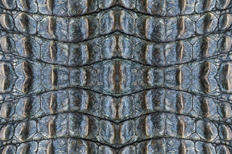 Crocodile skin pattern. stock photo. Image of animal - 300824514