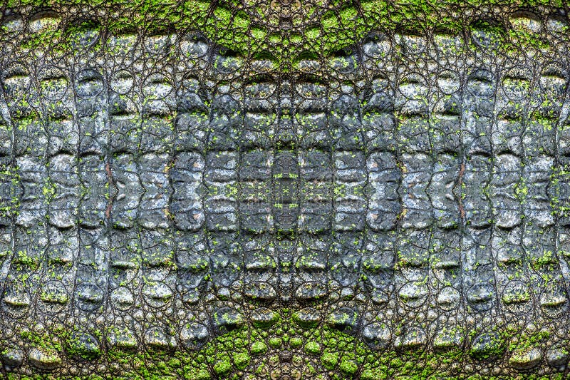 Crocodile skin patterns. stock illustration. Illustration of alligator ...