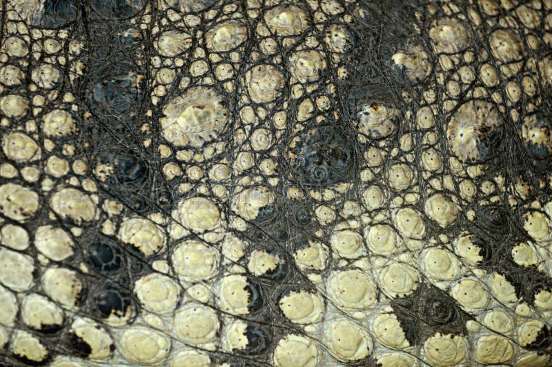 Crocodile Skin Texture stock image. Image of background - 13429199