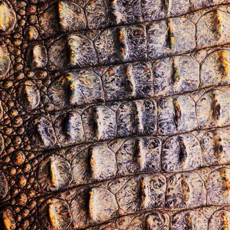 Crocodile skin texture stock image. Image of nature, material - 35936923