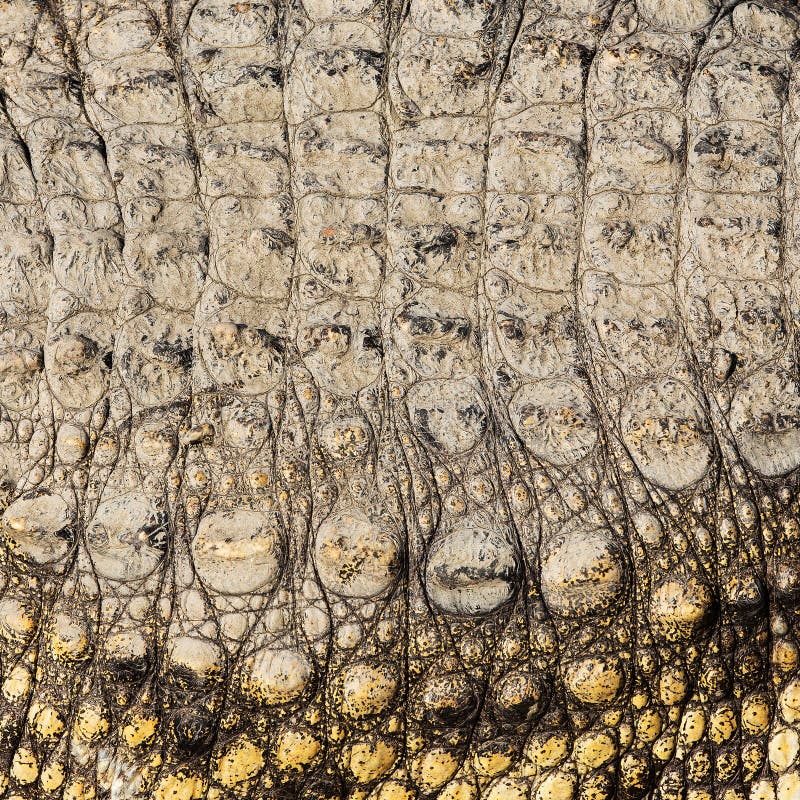 Crocodile skin closeup stock image. Image of western, scale - 3075937