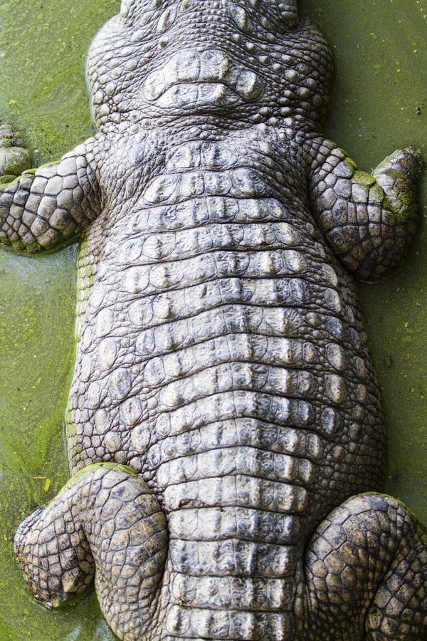 Crocodile skin stock image. Image of croc, alligator - 35766753