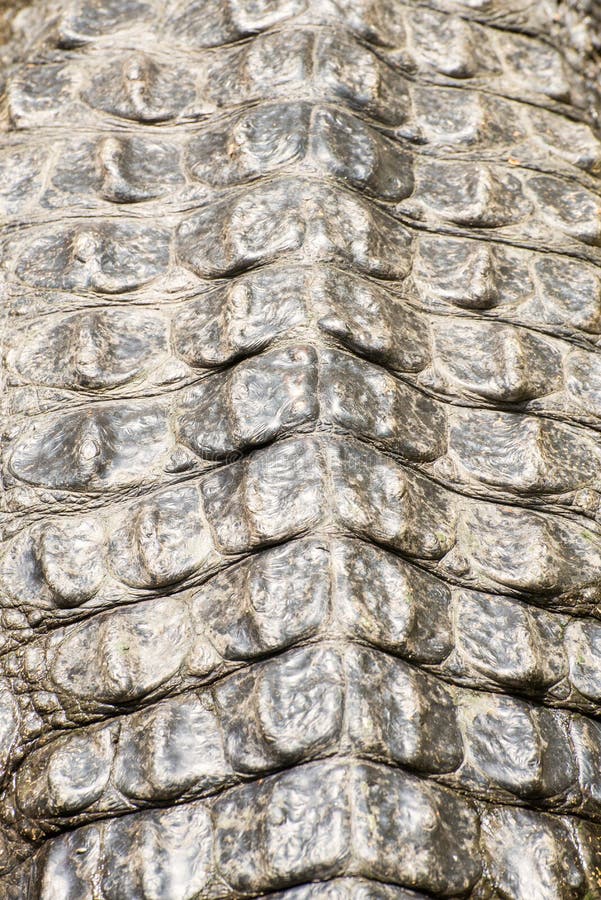 Crocodile skin texture stock image. Image of tile, skin - 43771933