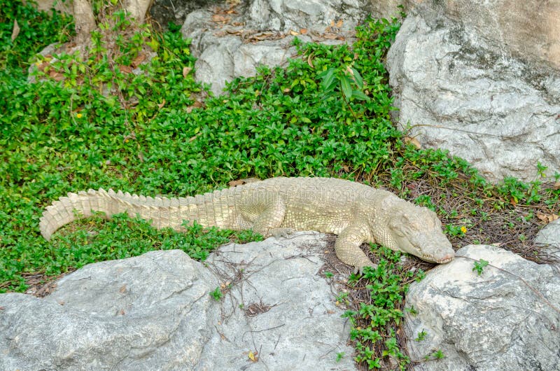 Crocodile Sleeping on the Floor Stock Photo - Image of drawing, jaws ...
