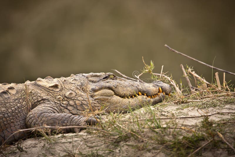 2,071 Sleeping Crocodile Photos - Free & Royalty-Free Stock Photos from ...