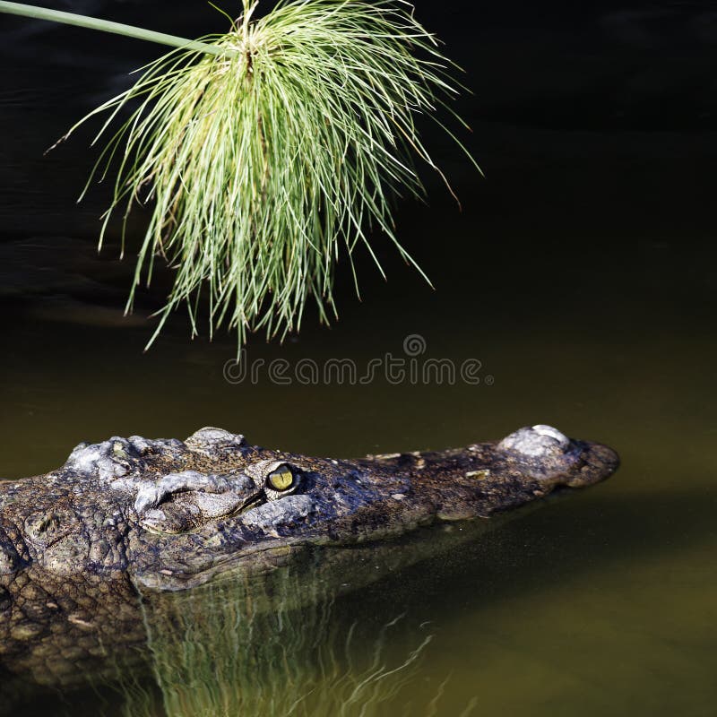 Crocodile square stock photo. Image of mouth, snout, nature - 23438308