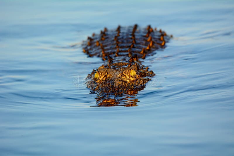 Crocodile Staring Motionless Stock Image - Image of watching, mammals ...