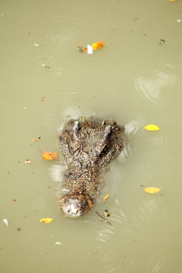 Crocodile in the Swamp Swimming Stock Photo - Image of view, wildlife ...