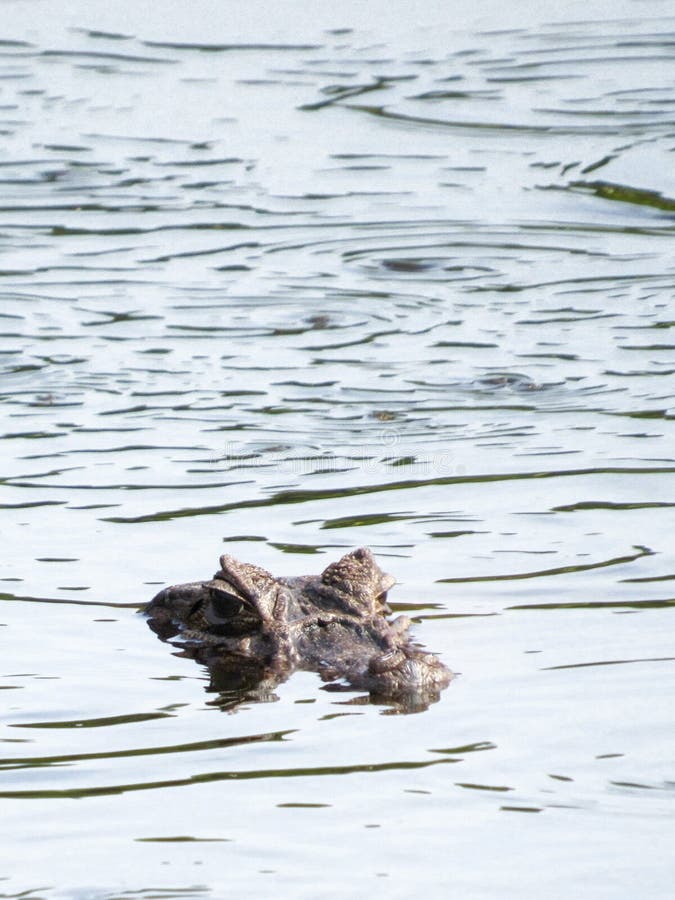 Crocodile Swimming in Swamp Stock Photo - Image of wildlife, waterfowl ...
