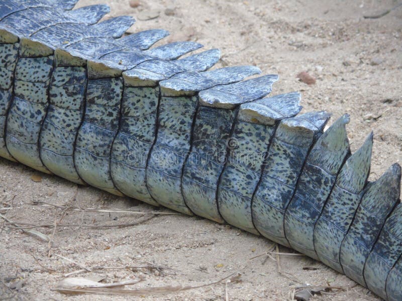 Crocodile tail stock image. Image of road, reflection - 199015707