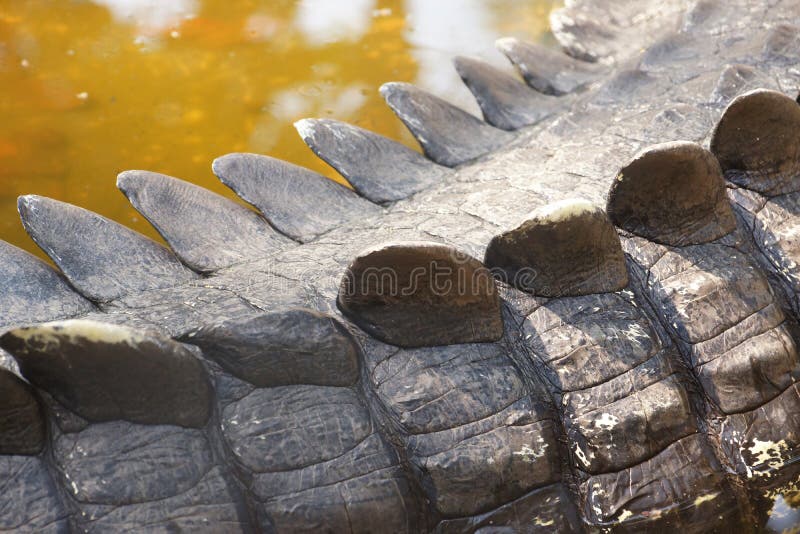 Crocodile tail stock image. Image of rough, ridges, wetlands - 16943619