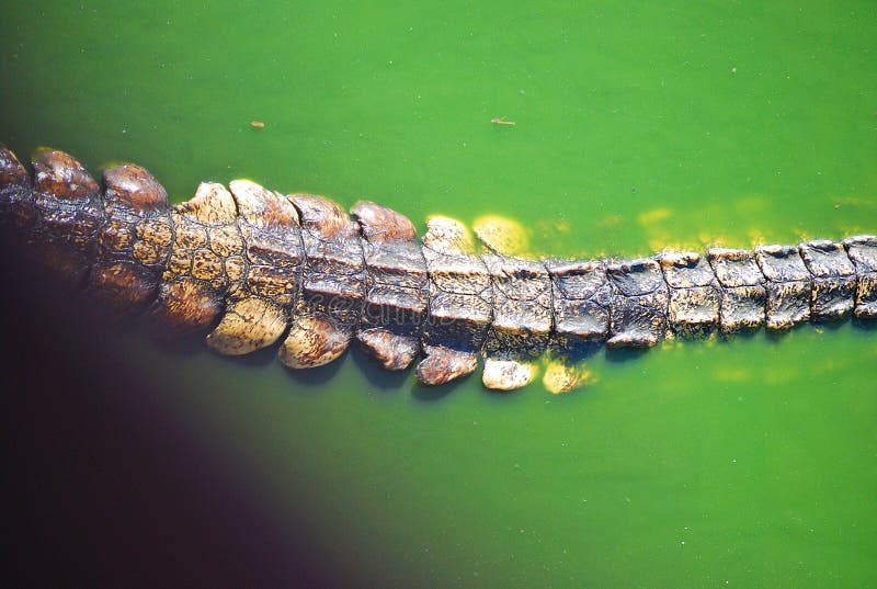 Crocodile tail stock photo. Image of skin, sharp, wildlife - 38561990