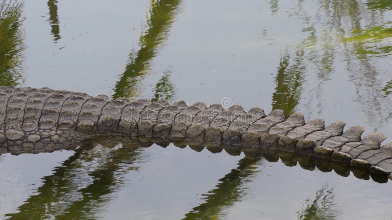 Crocodile tail in a river stock video. Video of head - 247804707
