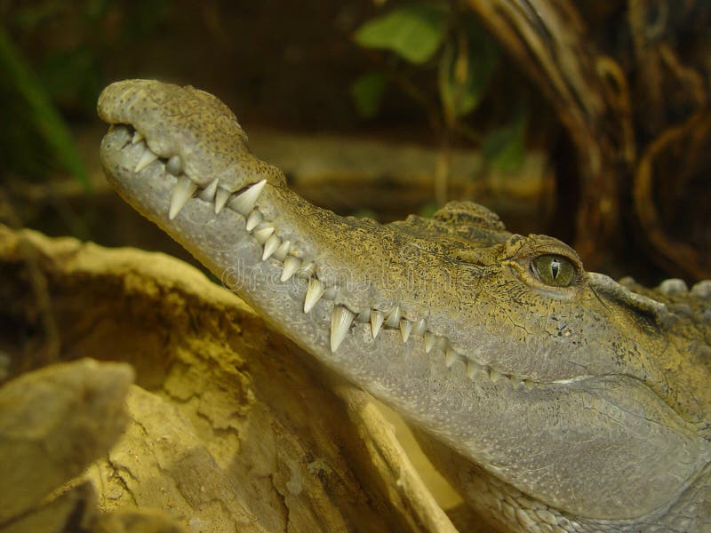 Crocodile Teeth stock image. Image of sharp, alligator, head - 44145