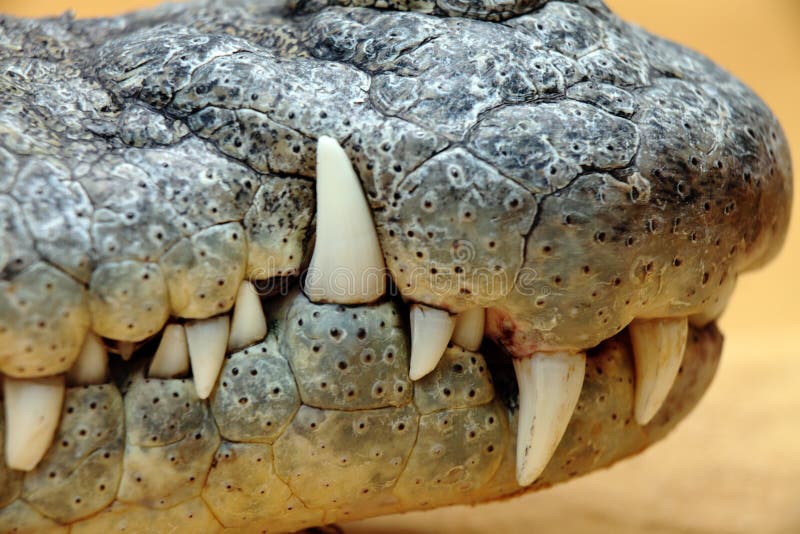 Crocodile teeth stock photo. Image of animal, sharp, teeth - 32993176