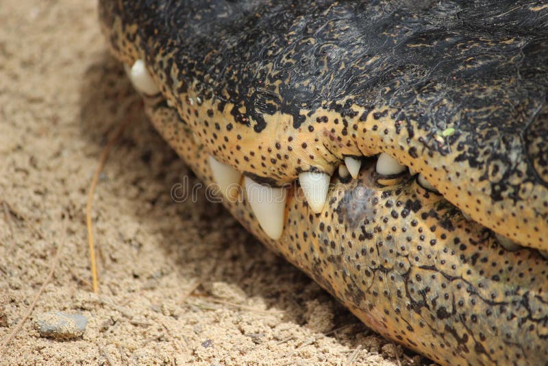 Crocodile teeth stock photo. Image of crocodile, teeth - 31186534