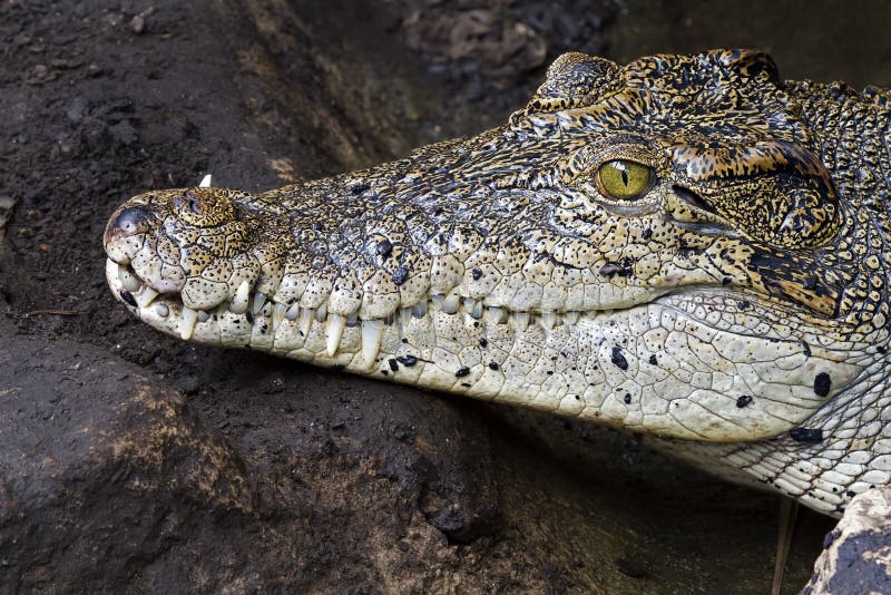 Crocodile Teeth and Detail of the Eye, Semi Hidden Stock Image - Image ...
