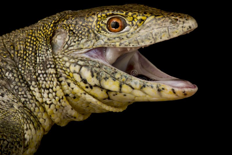 The Crocodile Tegu Crocodilurus Amazonicus Stock Photo - Image of teeth ...