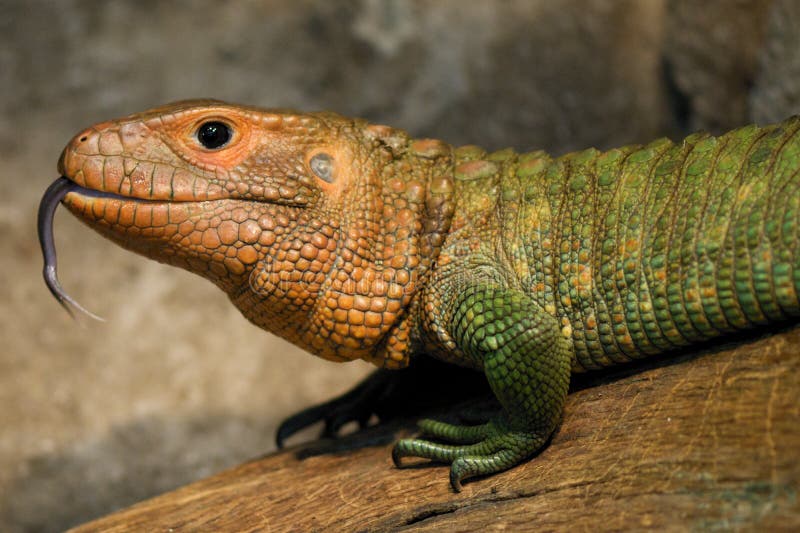 16,493 Lizards Stock Photos - Free & Royalty-Free Stock Photos from ...