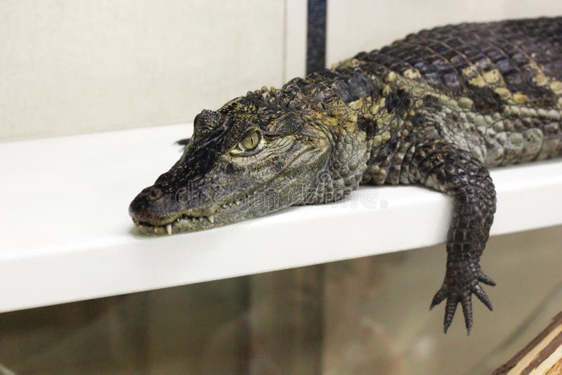 Crocodile in the terrarium stock photo. Image of nature - 143710076